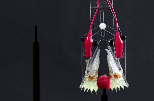 Inexpensive Soft Robot "Muscle" Can Lift 200 Times Its Own Weight ...