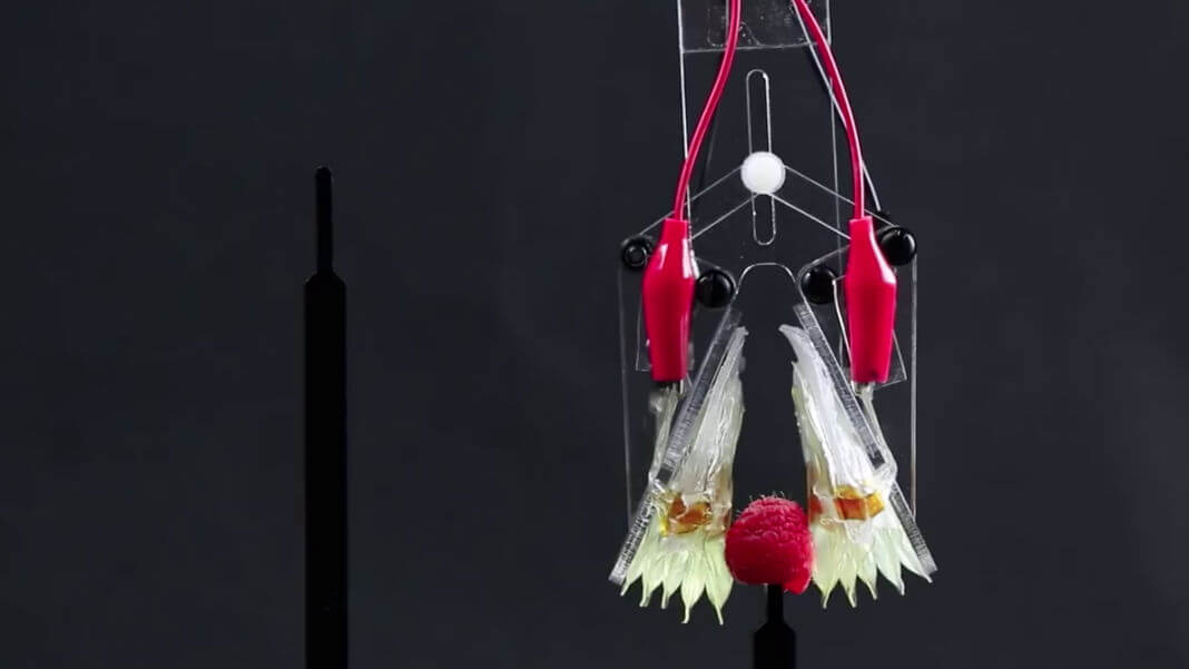 Inexpensive Soft Robot "Muscle" Can Lift 200 Times Its Own Weight ...