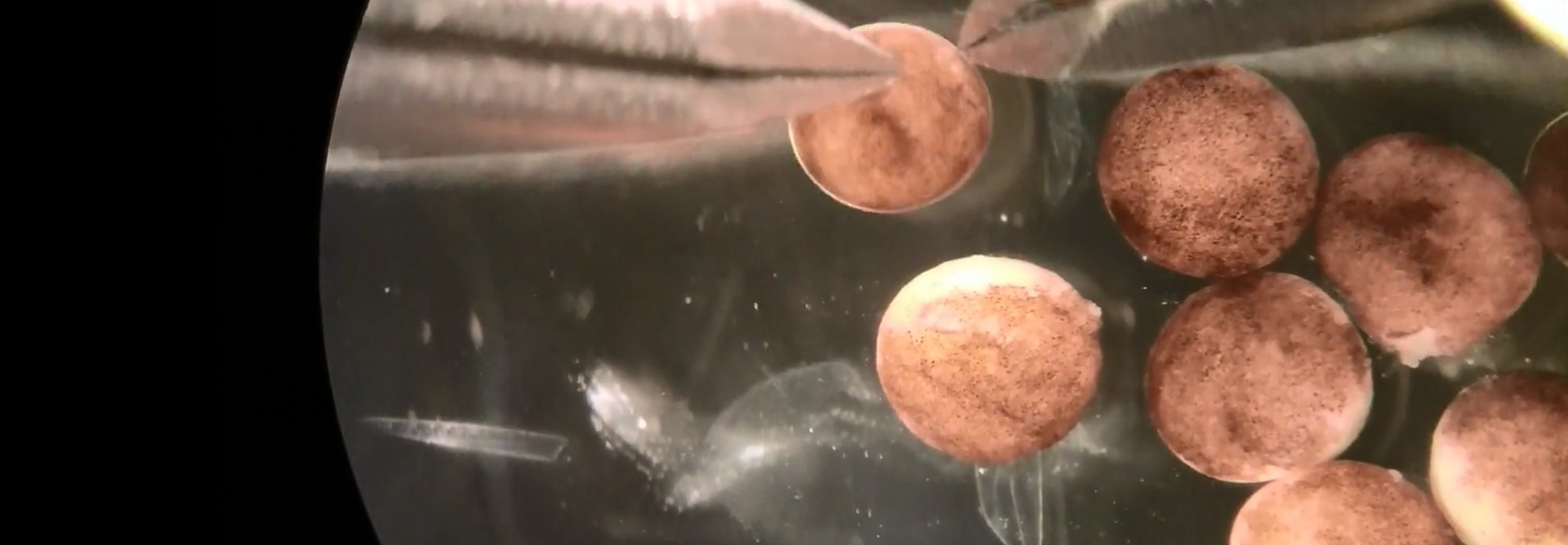 Is This The First Ever Living, Programmable Organism? — Born To Engineer